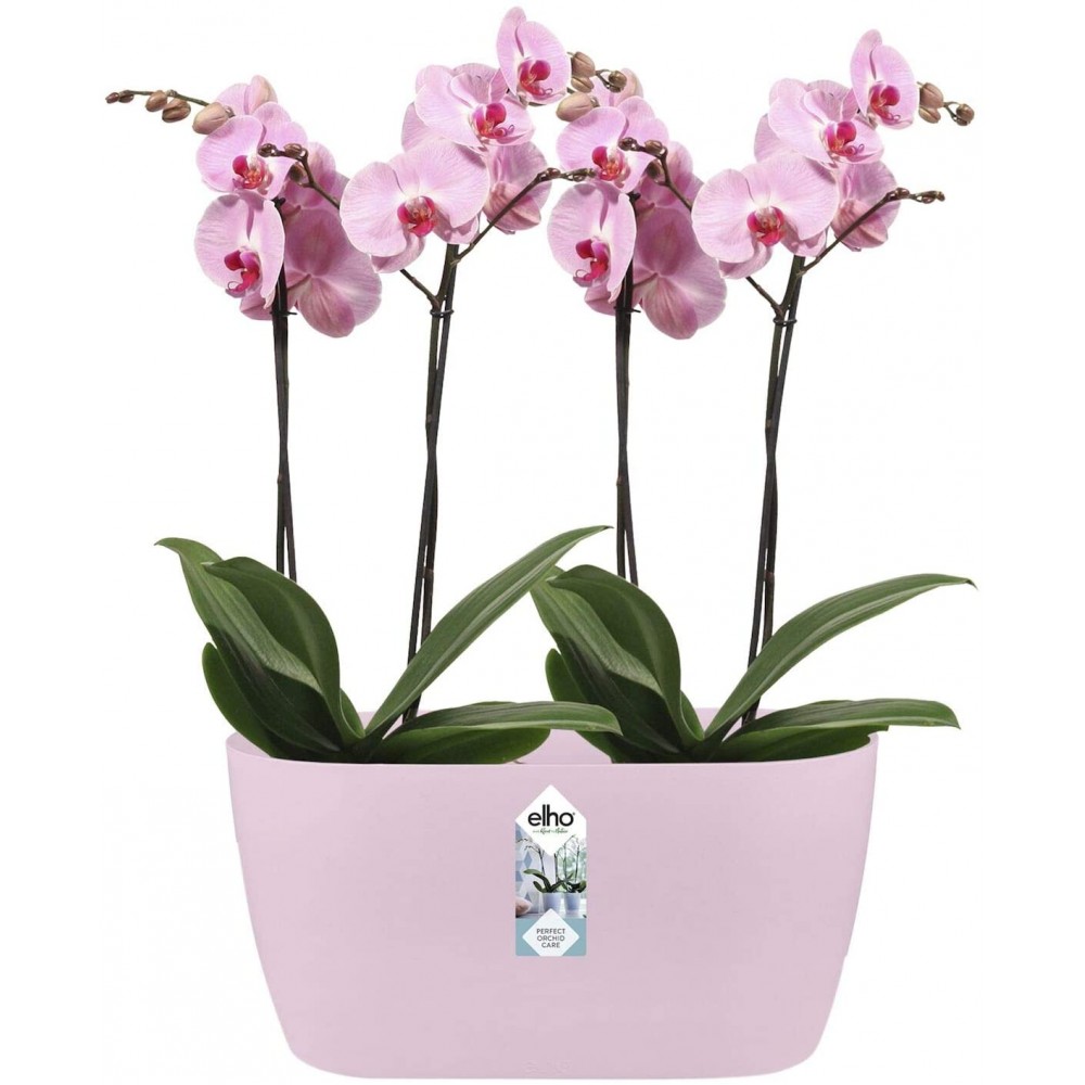 Vases, Pots & Planters : Elho Brussels Orchid Duo Indoor ...